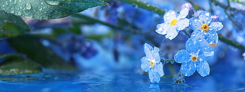 Pre Need Ceremony Creation » Alison Vallance » Thoughtful Ceremonies