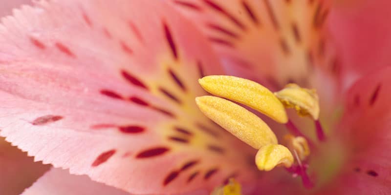 Thoughtful Ceremonies - Alison Vallance - Funeral Celebrant in Harrow