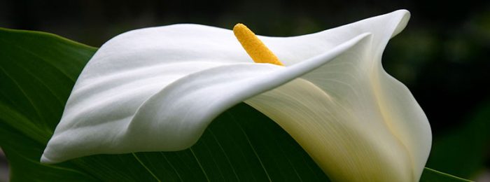 What is a Civil Funeral? » Alison Vallance » Thoughtful Ceremonies